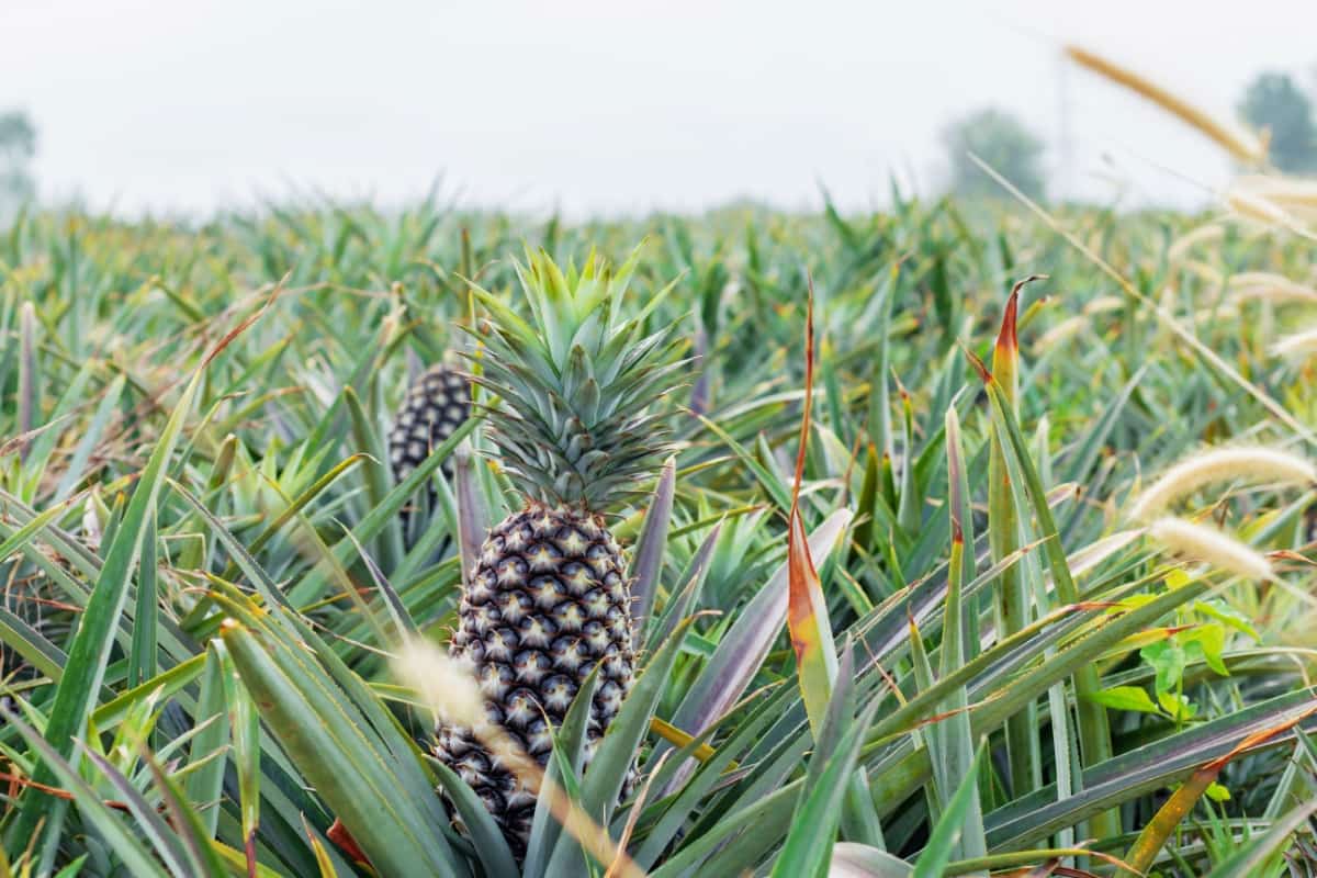 Pineapple - FarmPreneur